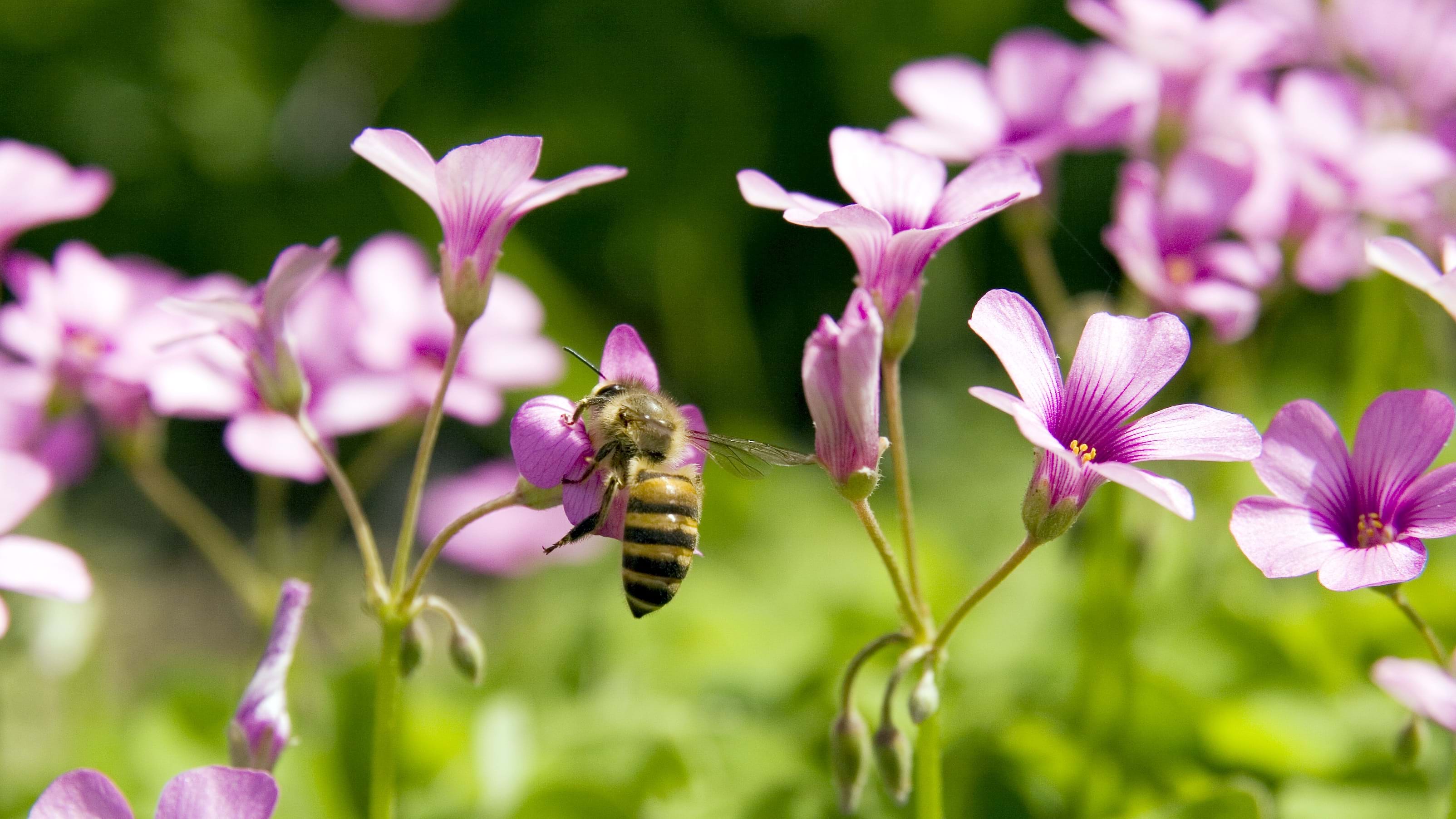 Dr. Sharon Wardle Chiropractor | Chiropractor | North Ryde | NSW